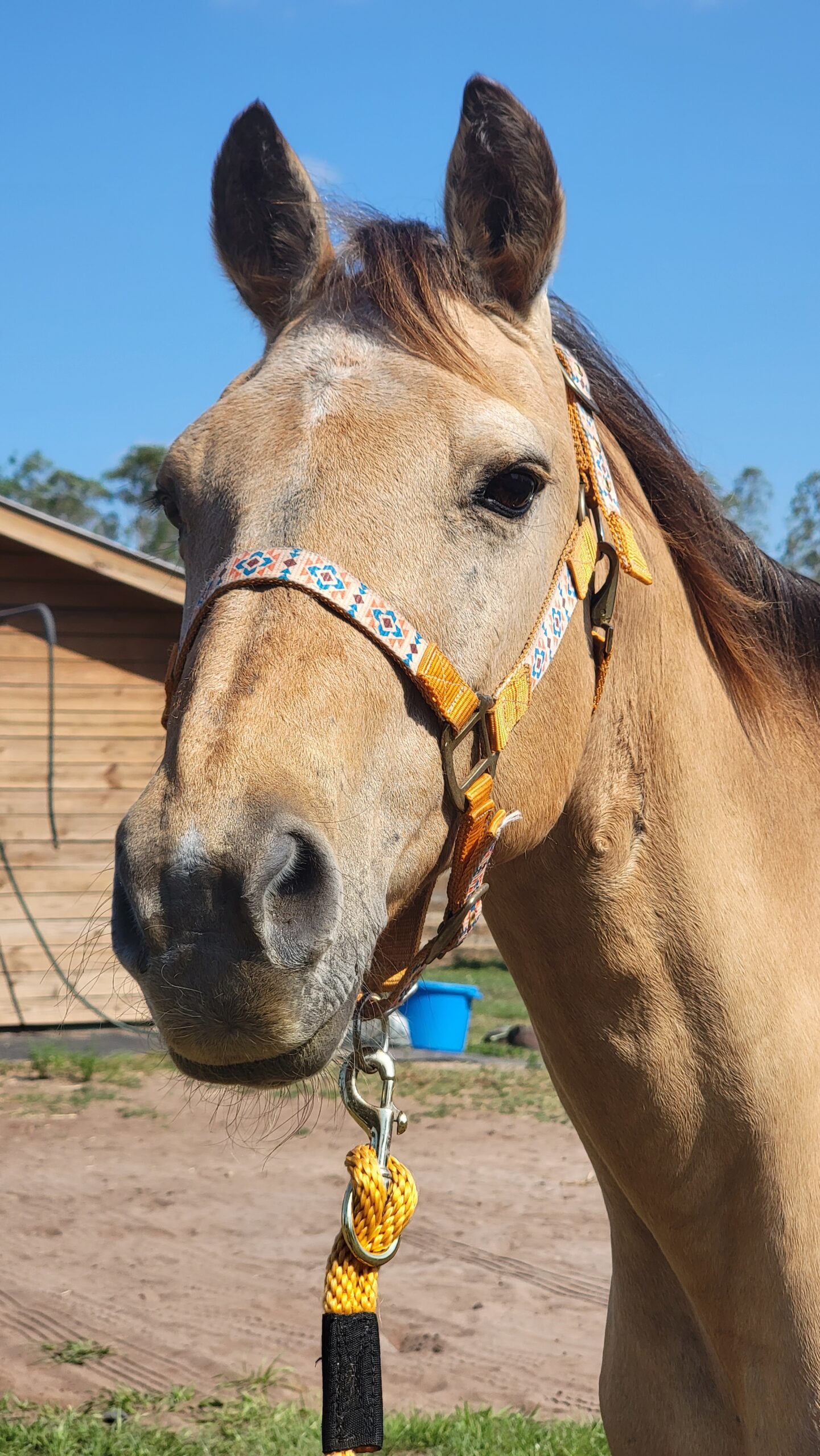Meet Our Horses - Hidden Creek Farm | Parrish, Florida